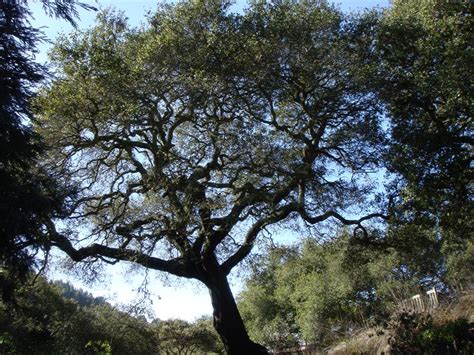 Quercus Multisite Apga