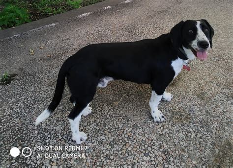 Basset Hound Border Collie Mix