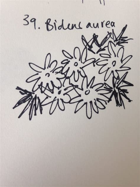 Asteraceae Herbaceous Perennials