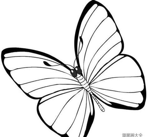 在飞左侧面蝴蝶简笔画 简笔画图片大全 蒲城教育文学网