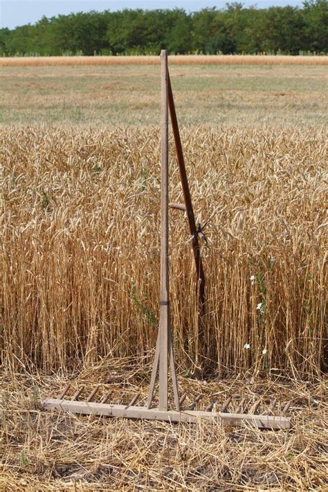 Old Wooden Rake Stock Image Image Of Farmland Outdoor 25668667