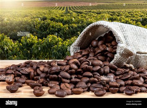 Cocoa Beans In Field Cocoa Beans In Field