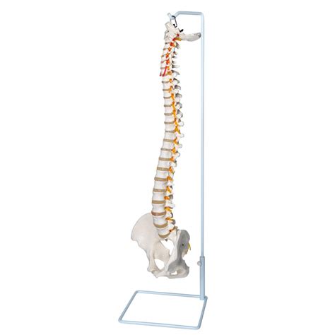 Buy Medical Model Spine Model 34 Life Size Spine Model Anatomy