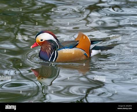 Axi Hi Res Stock Photography And Images Alamy