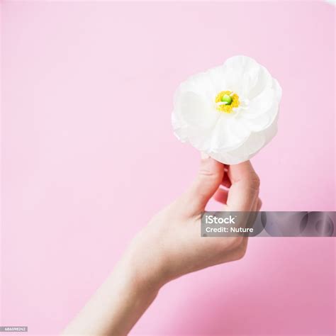 화이트 핑크 바탕에 여성 손에 꽃 평면 위치 최고 볼 수 있습니다 여자는 꽃을 들고입니다 여자 배경입니다 개념과 주제에 대한