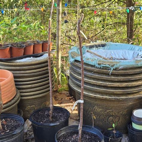 Jujube Ga 866 Aka Ziziphus Jujuba Chinese Date Or Red Date Etsy