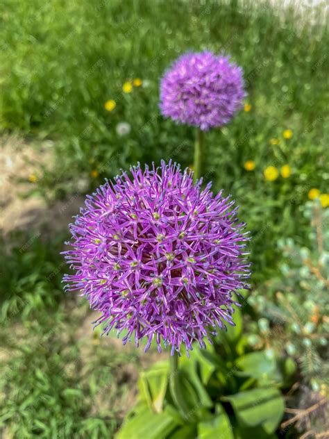 Premium Photo Allium Giganteum Commonly Known As Allium Giganteum