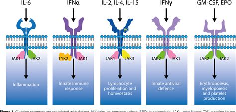 Figure 1 From Differential Properties Of Janus Kinase Inhibitors In The
