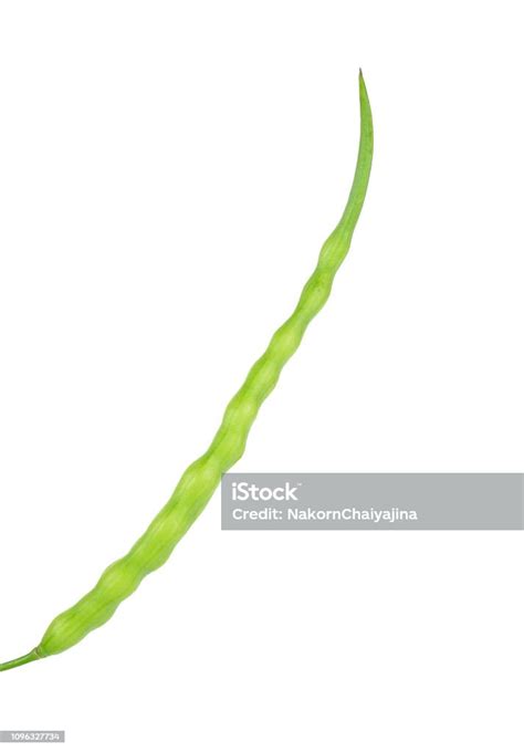 Raphanus Sativus 폭포 Var Caudatus Alef 흰색 배경에 고립 북쪽에 대한 스톡 사진 및 기타 이미지 북쪽 사진 이미지 세로 구도 Istock