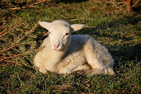 300 Free Passover And Lamb Images Pixabay