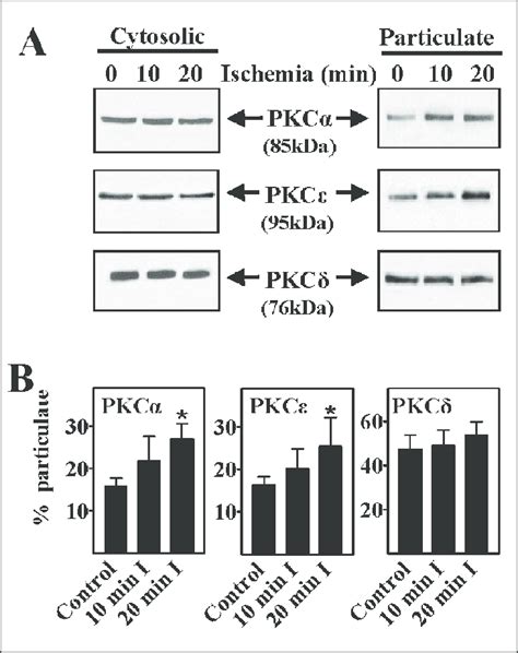 Distribution Of Pkc α Pkc ε And Pkc δ Between Cytosolic And