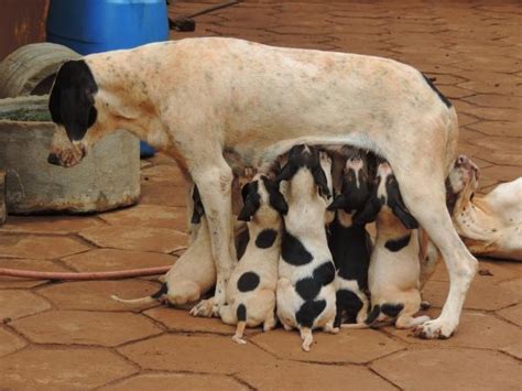 Mastitis En Perros · Síntomas Y Tratamiento · Todo En Wakyma