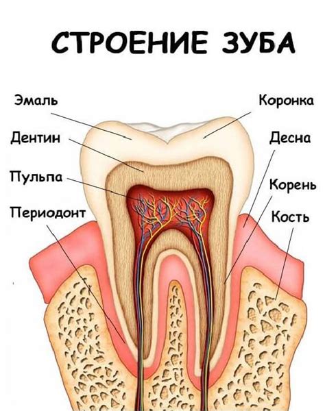 Анатомия человеческого зуба анатомическое и гистологическое строение зубов