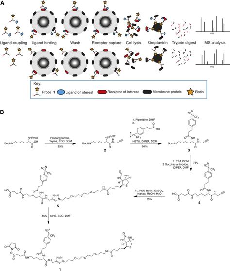 Design Synthesis And Evaluation Of A Diazirine Photoaffinity Probe For Ligand Based Receptor