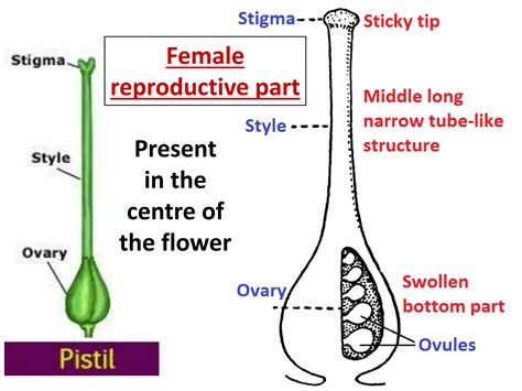 Ppt Sexual Reproduction In Plants And Human Pdf