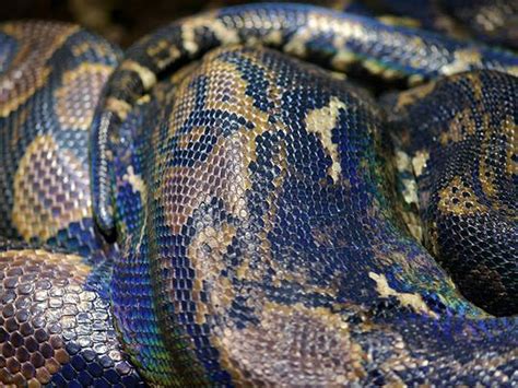 Woman Killed In Python Attack In Indonesia