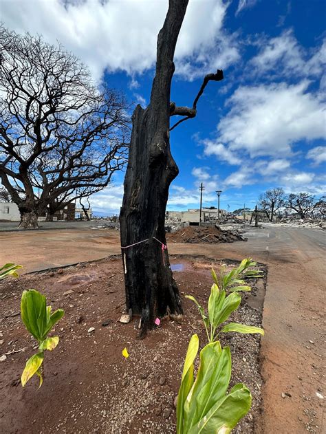Damaged Breadfruit Trees From Lahaina Wildfire Part Of Hawaiian Culture