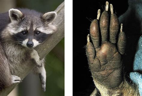 Opposable Thumbs Outside My Window
