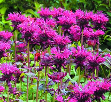 Monarda Kardinal Capecchi Vivai Piante Pistoia