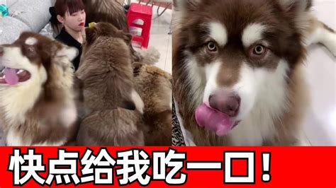 【钱袋爱吃肉】扎心！自从养了狗狗吃东西都得偷偷摸摸的，被发现就抱着抢的节奏，太难了！ Youtube
