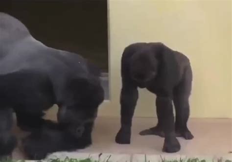 Simon A On Linkedin Qa Team And A Bug😅