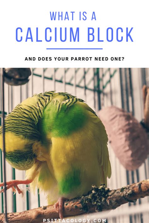 Calcium Block What Is It And Does Your Parrot Need It Psittacology