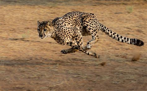 What Do Cheetahs Eat