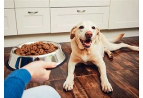 Son Los Alimentos De Cereales Malos Para Los Perros