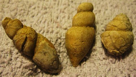 Gastropods Members Gallery The Fossil Forum