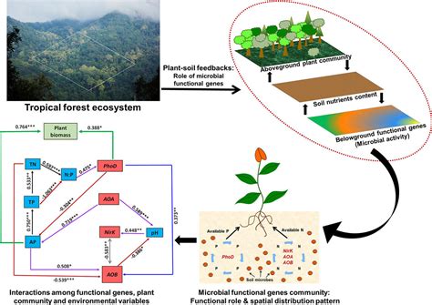 Tropical Forest Ecosystem Diagram