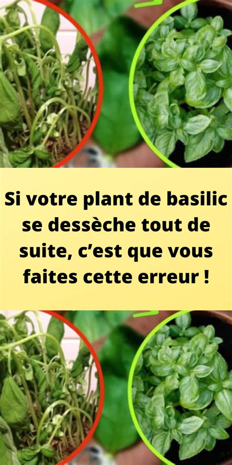 Si Votre Plant De Basilic Se Dessèche Tout De Suite Cest Que Vous