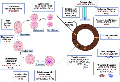 Involvement Of Kinesins In Skeletal Dysplasia A Review Pmc