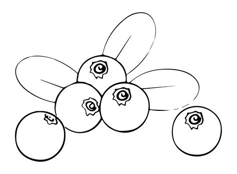 Cranberry Drawing Coloring Page Free Printable Coloring Pages