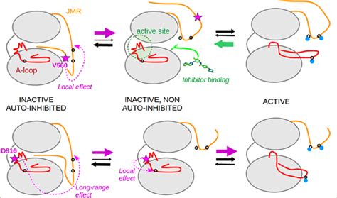 The Inactive To Active State Switch Of Kit Tyrosine Kinase Domain The Download Scientific