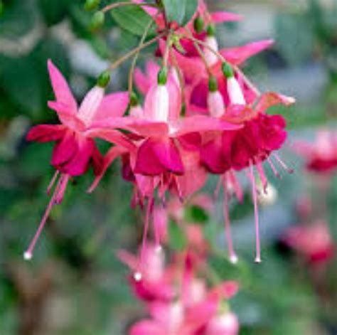 Fuchsia Seeds All Varieties Buy Online Seed Organica