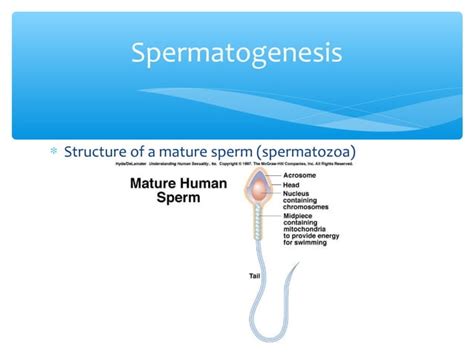Spermatogenesis Vs Oogenesis Germinario Ppt