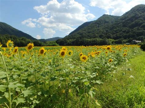 牟佐・大久保のひまわり畑 楽天版じぶん更新日記 楽天ブログ