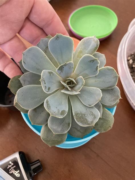 Id Please I Cannot Figure Out What These Are Rsucculents