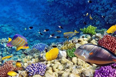 The Beauty Of Dahlak Islands Adulis Travel