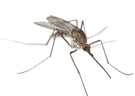 Mosquito Control Services Company Near Me Mansfield Ma Easton Ma Norton