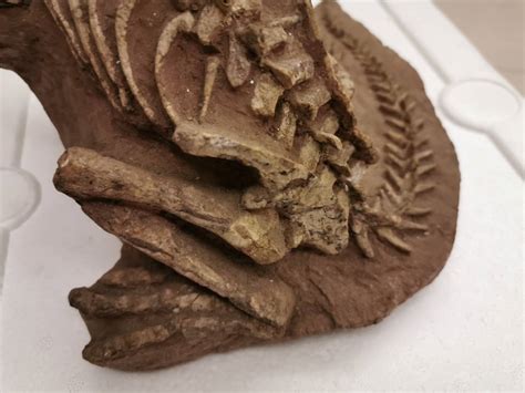 Psittachosaurus Is It Real How To Recognize Fossil Fabrications