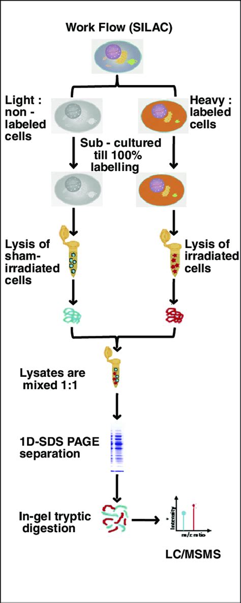Schematic Representation Of The Silac Experimental Workflow Eahy926