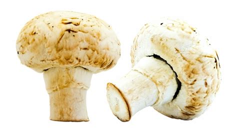 Mushrooms Png Image Portable Network Graphics Clip Art Library