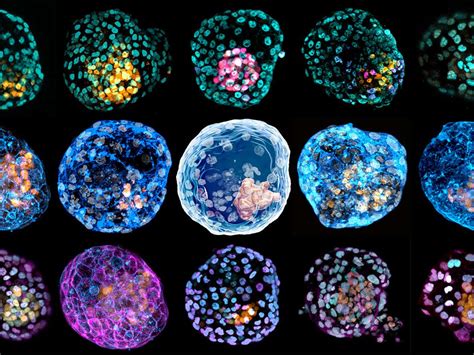Human Embryo Blastocyst Development