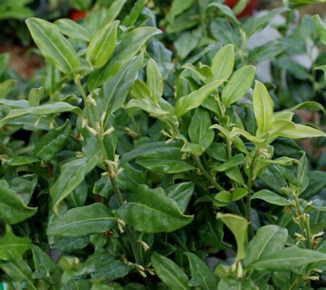 Sarcococca Confusa