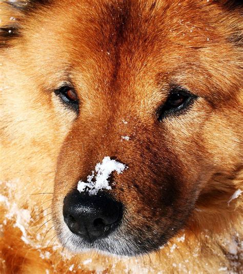 Chow Chow 15 Fakten Und Bilder Zur Süßen Hunderasse