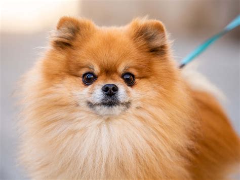 15 consejos para hacer mejores fotos a tu perro en vuestro próximo paseo