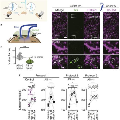 Reorganization Of Motor Output Using A Closed Loop Electronic Neural Download Scientific