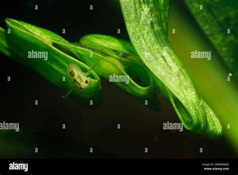 Water Bug Corixidae Sp On An Aquatic Plant Leaf And Newt Eggs In The
