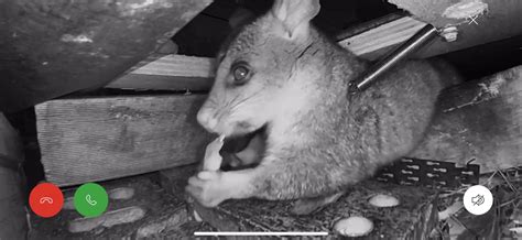Possum Removal Sydney Sydney Pest Control — Oandl Pest Control